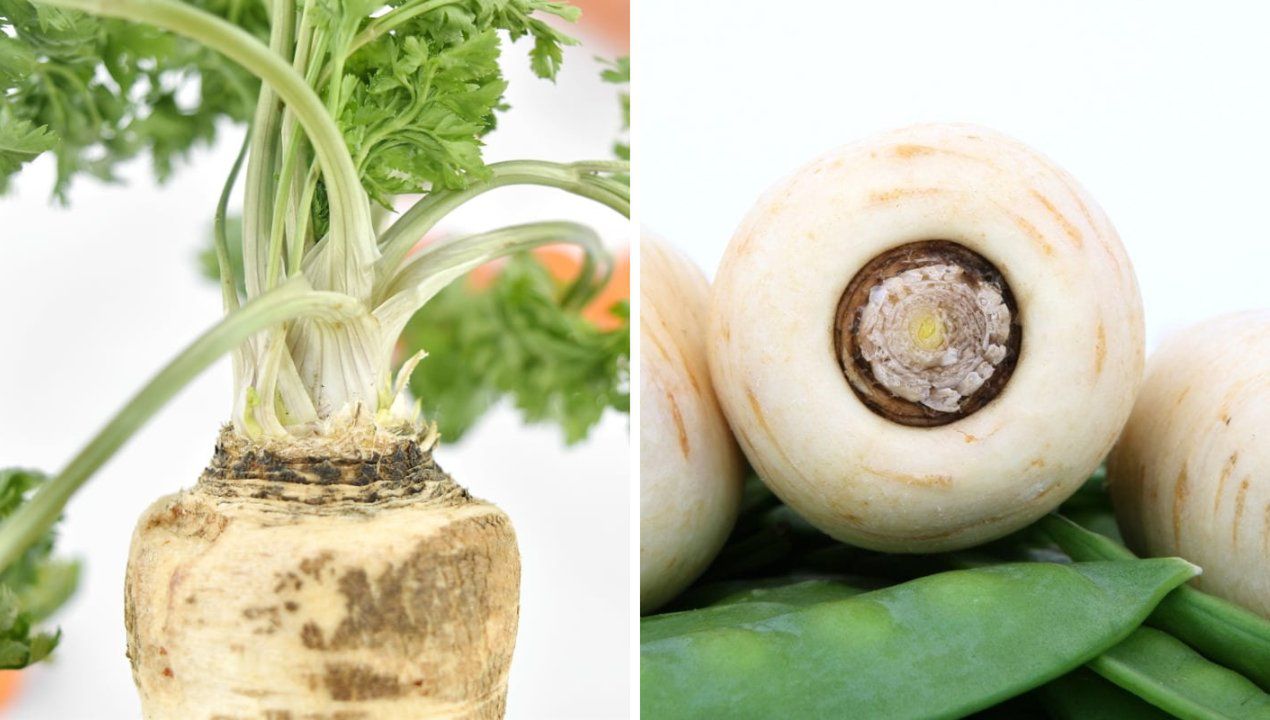 Jak odróżnić pasternak od pietruszki? Już nigdy nie dasz się nabić w ...