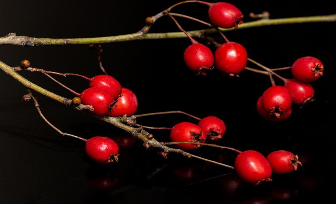 Dzika róża a głóg – jaka jest różnica między nimi? Znajdziesz ją ...