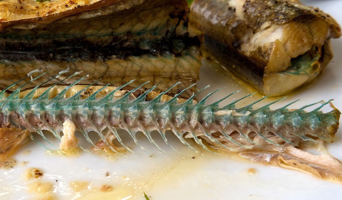 Ryba z zielonymi ościami, to rarytas Bałtyku. Pośpiesz się, bo tylko ...