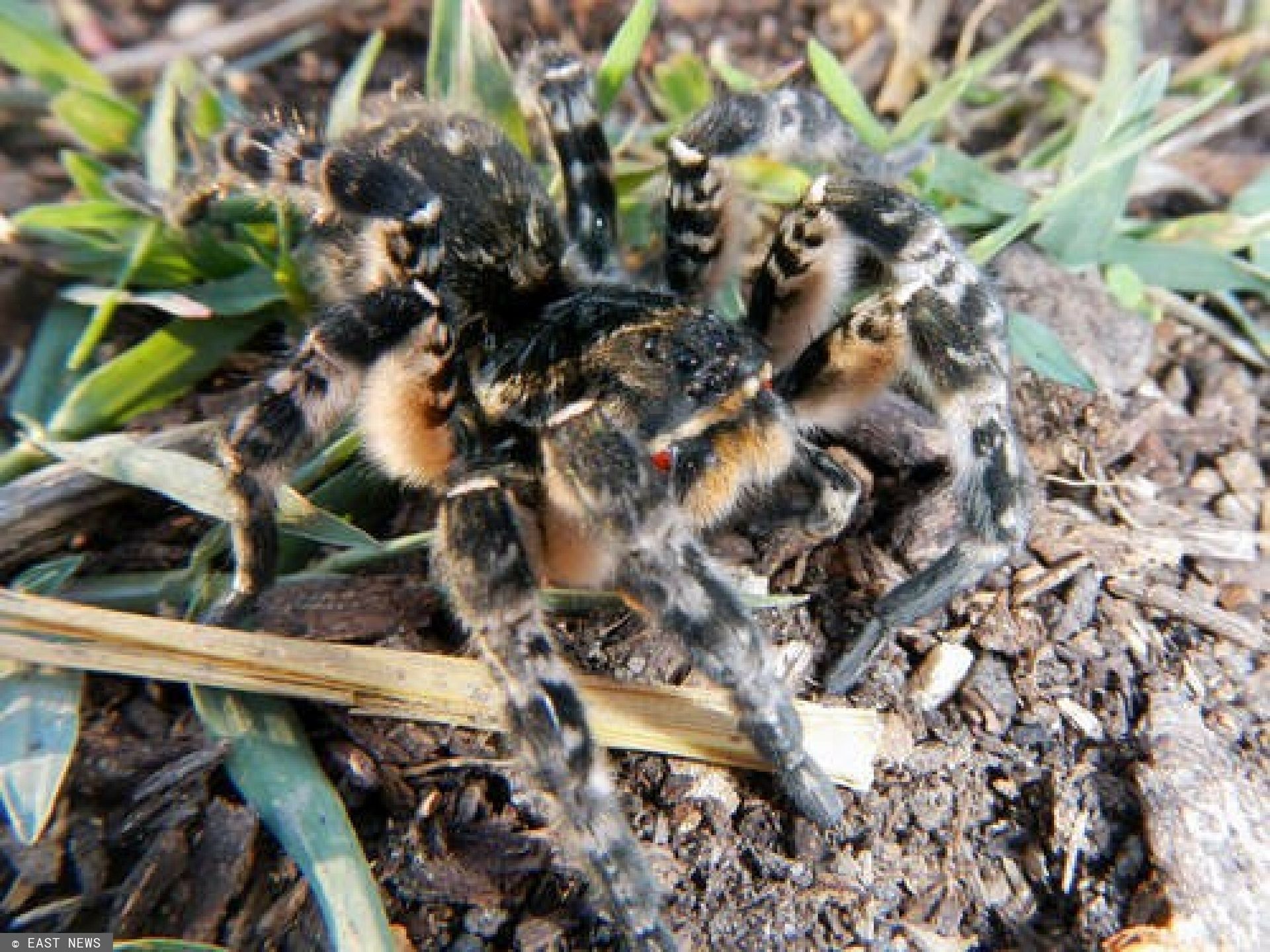 Tarantula ukraińska. Jadowity pająk dotarł do Polski - WP Wiadomości