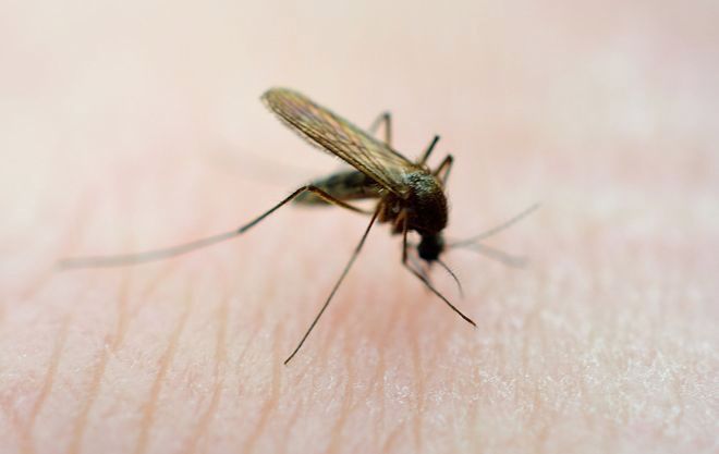 Nasz zapach, widok i ciepło przyciągają komary - WP Kobieta