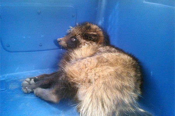 Jenot utknął w budynku na Nowym Świecie - WP Wiadomości