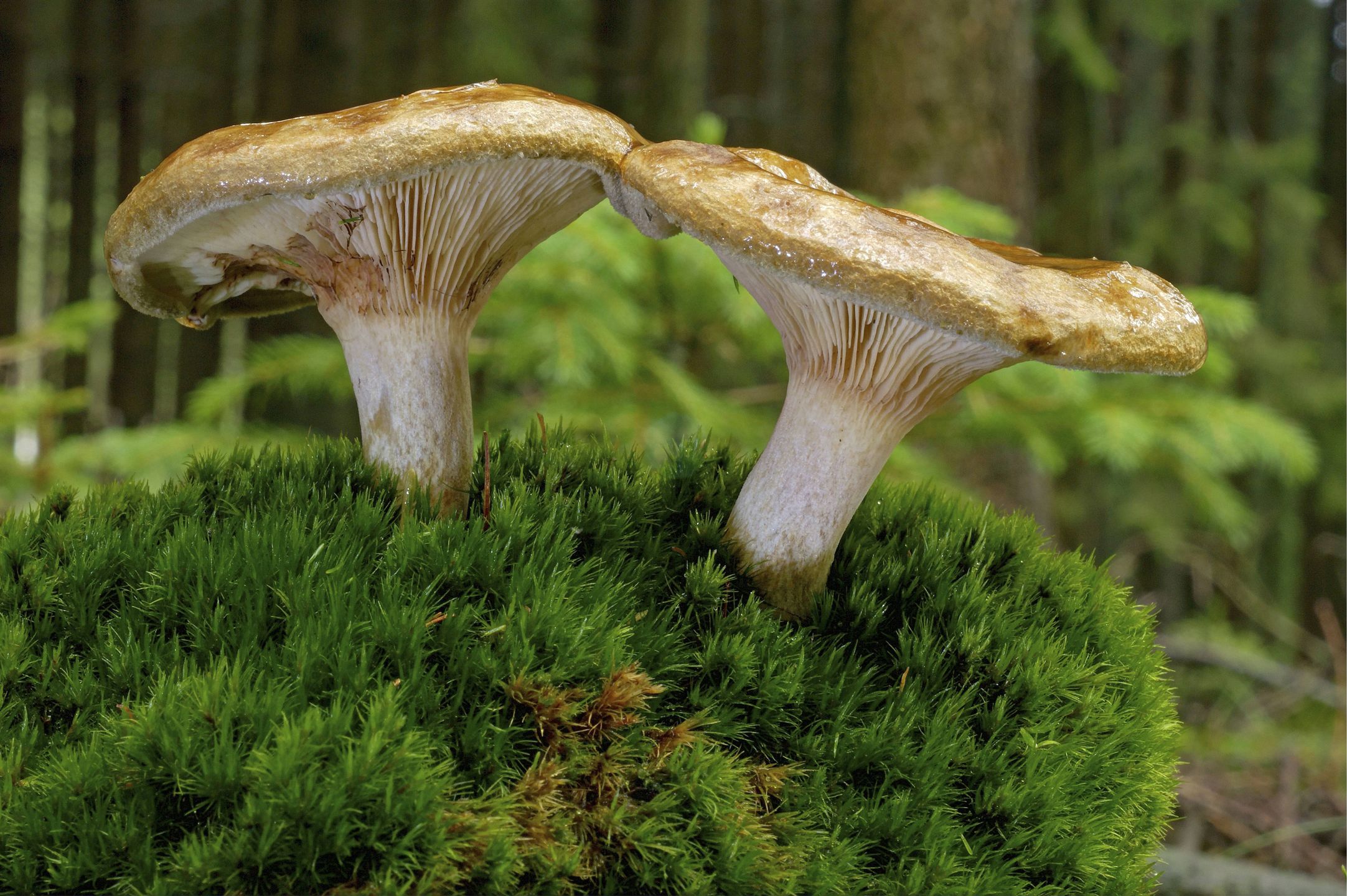 Krowiak podwinięty. Trujący grzyb do niedawna był obecny na polskich ...