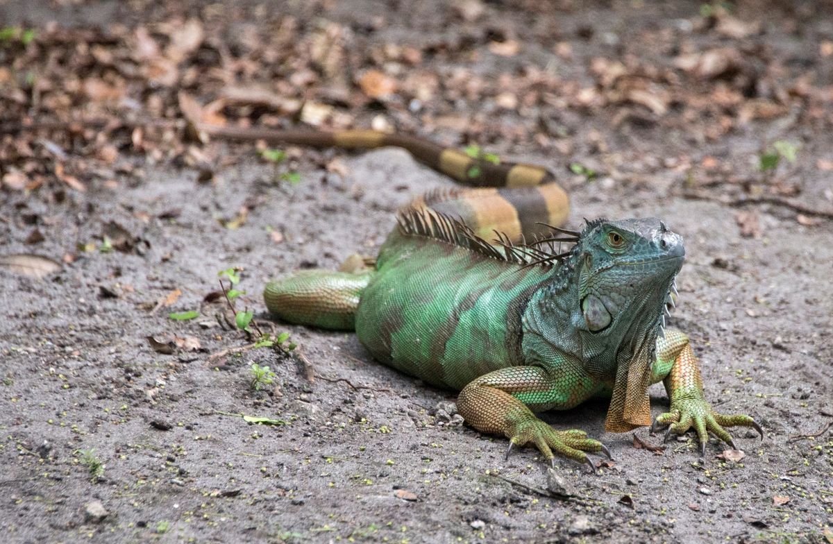 Legwany spadały z drzew. Tak zimno na Florydzie dawno nie było - WP ...