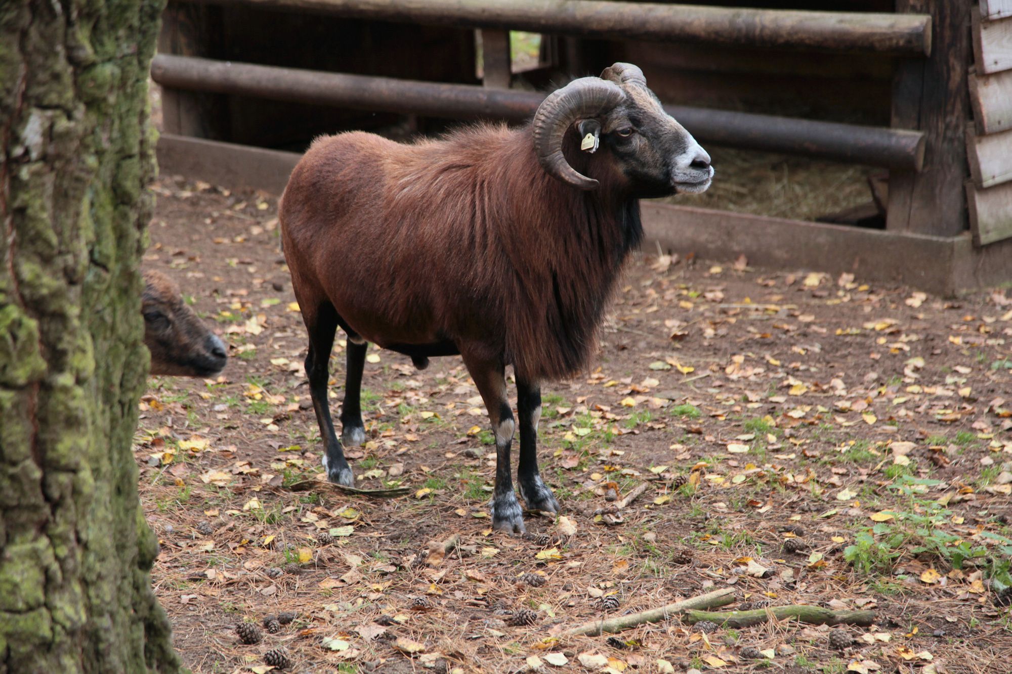 Szczecin. Barany błąkają się po ulicach miasta - WP Wiadomości