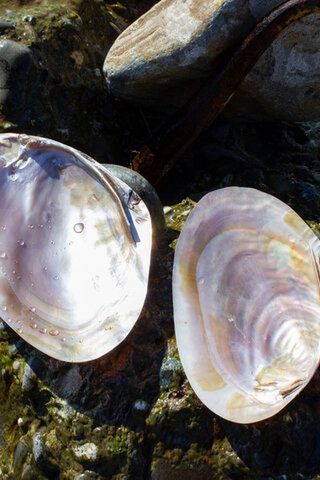 W Polsce już wymarły. W Finlandii właśnie zniszczyli ich siedlisko