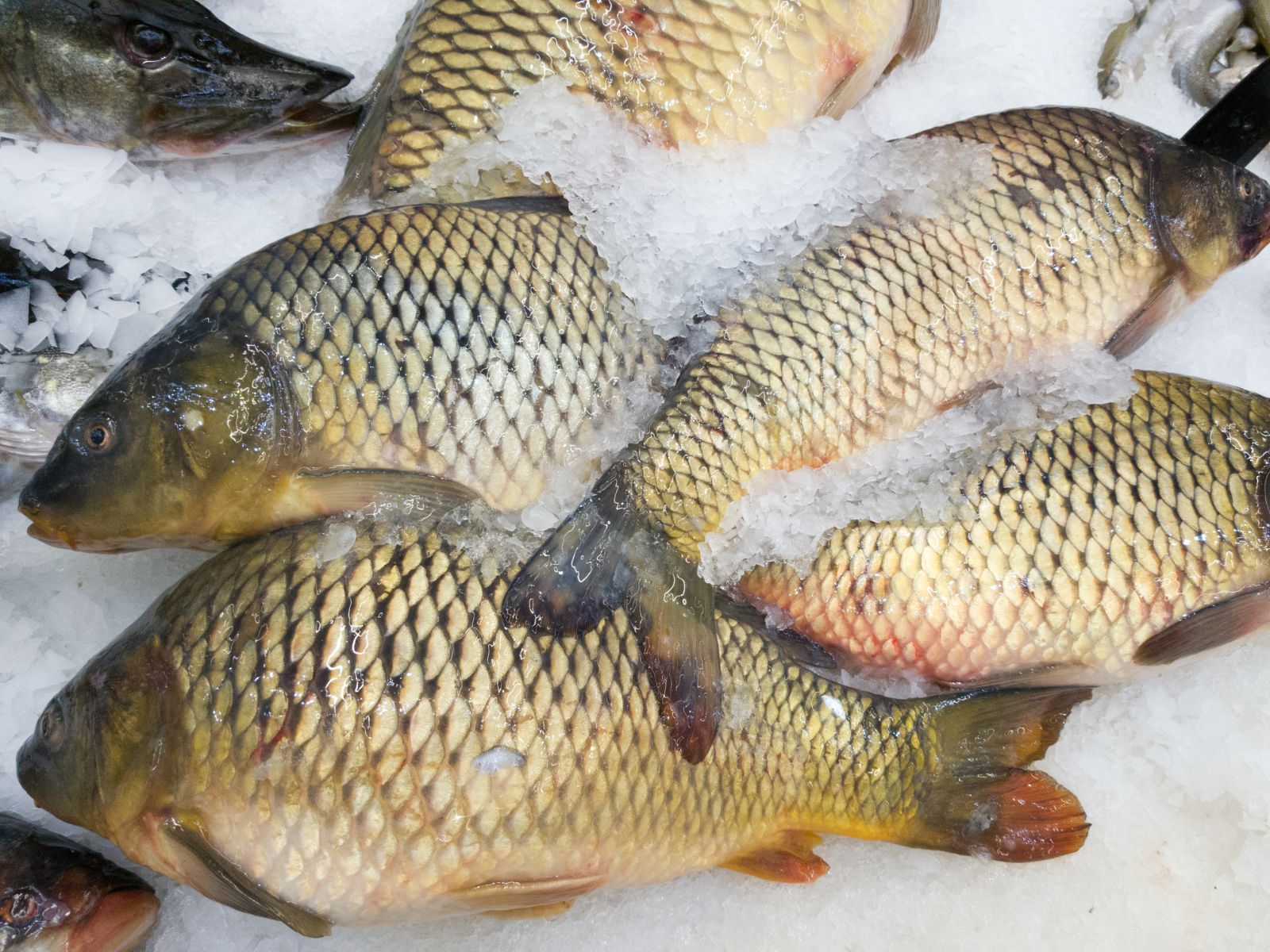 Po tym poznasz, że karp jest nieświeży. Dotknij w jednym miejscu - WP ...