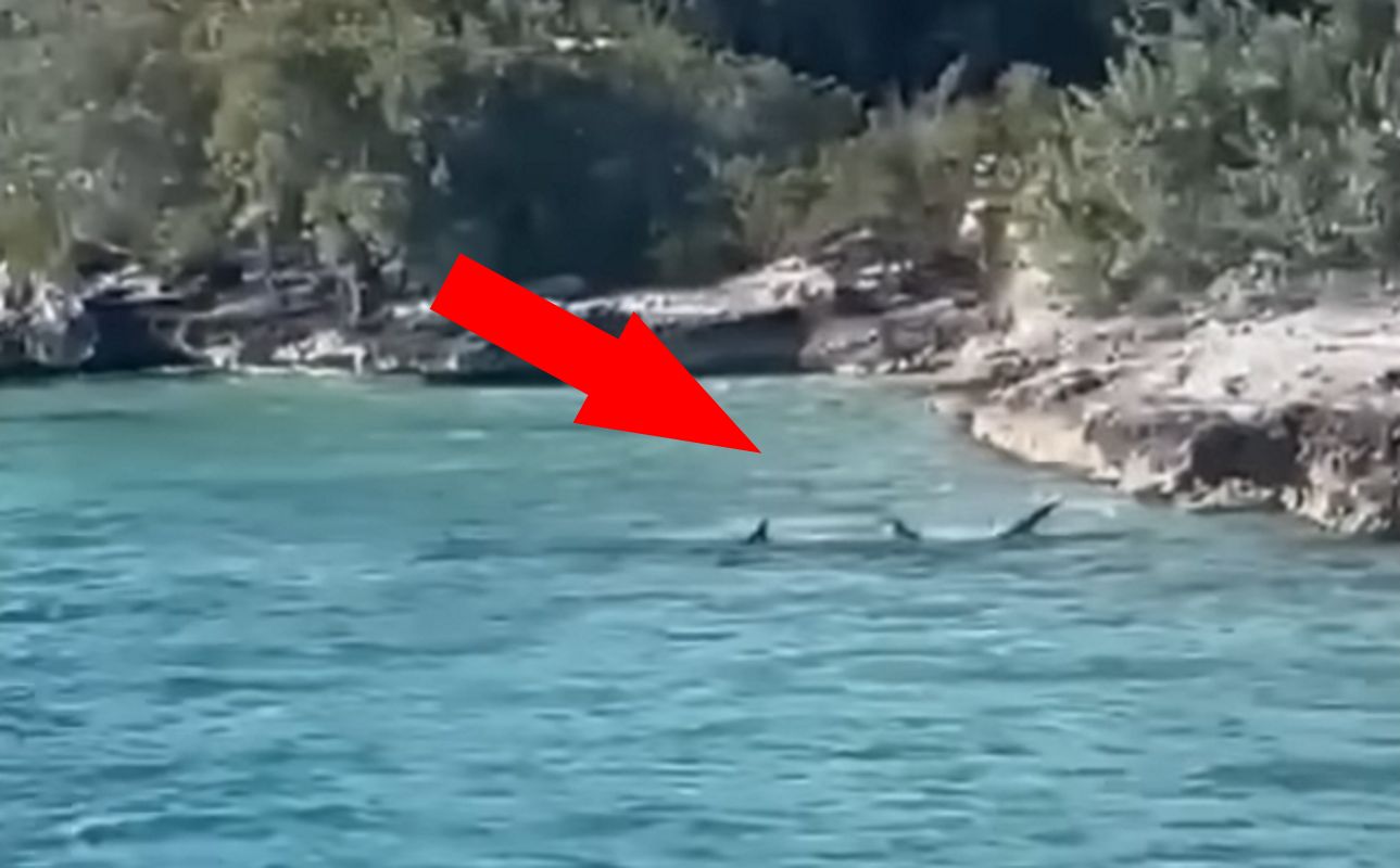 Na widok wielkiego rekina wskoczył do wody. Nagranie hitem sieci