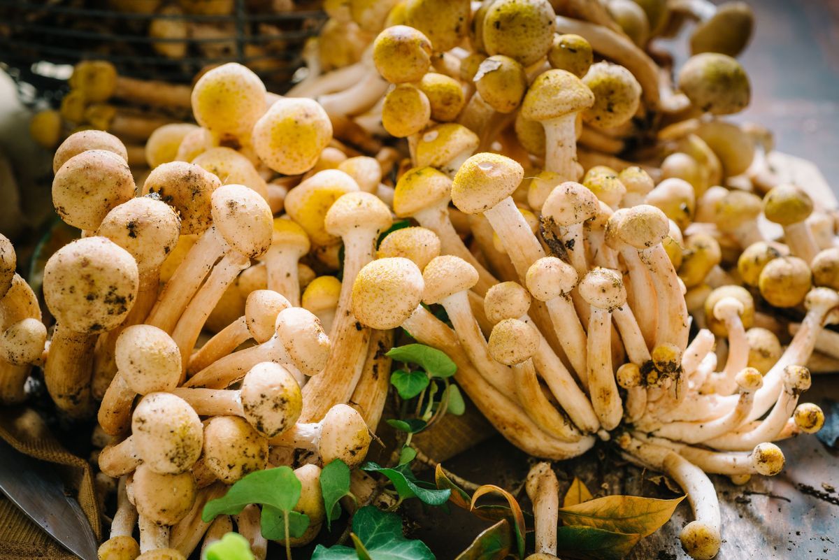 Czy wiesz, jak rozpoznać i przyrządzić opieńki? - WP Kuchnia