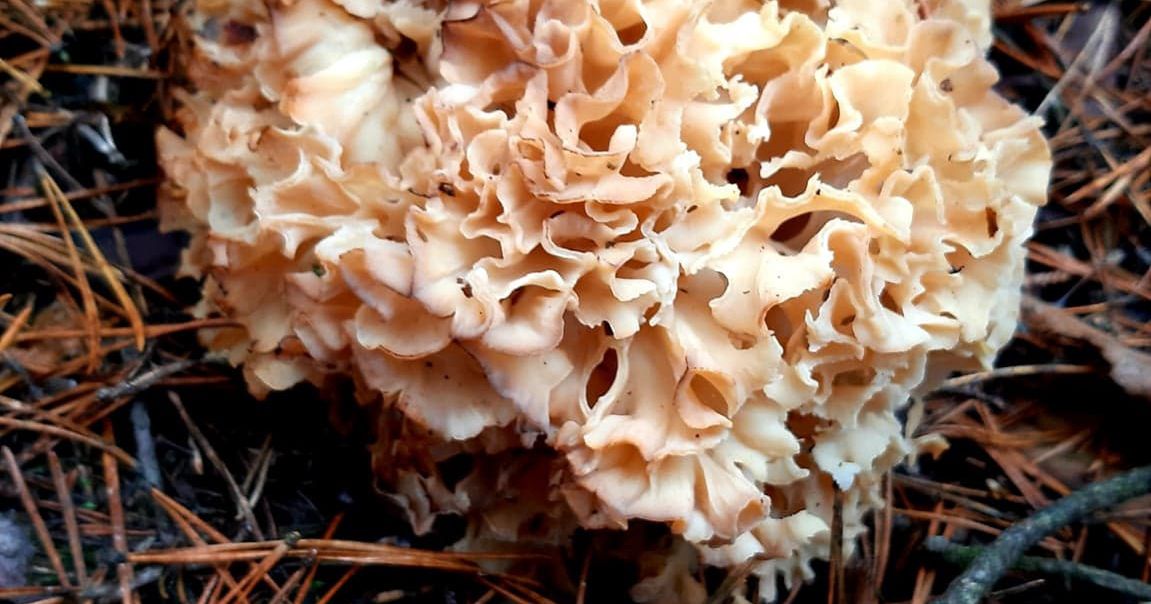 Siedzuń sosnowy – grzyb o niezwykłym leczniczym działaniu - WP Kuchnia