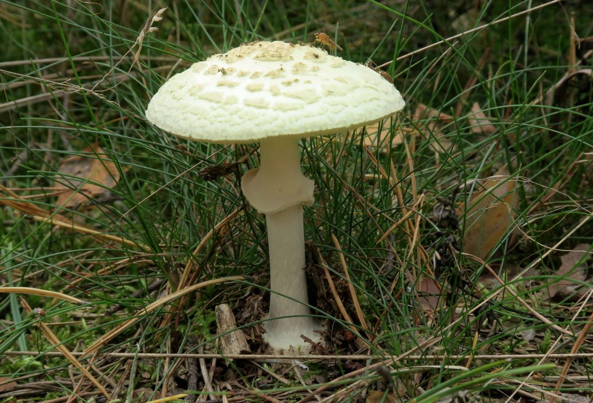 Leśny zabójca. To najbardziej trujący grzyb w Polsce - WP Wiadomości