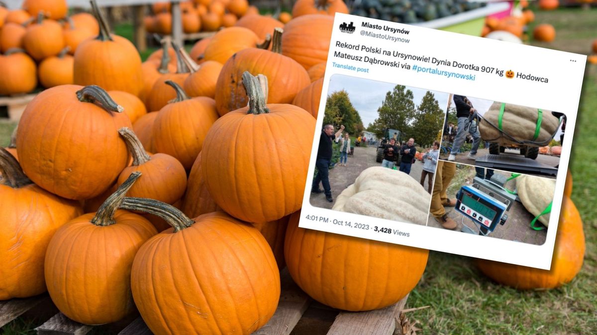 Rekord Polski pobity. Oto najcięższa dynia w kraju - WP Finanse