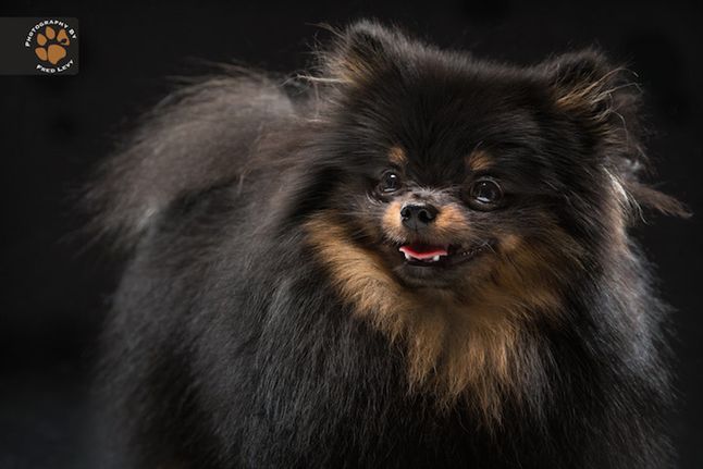 Czarne psy na czarnym tle. Piękne portrety