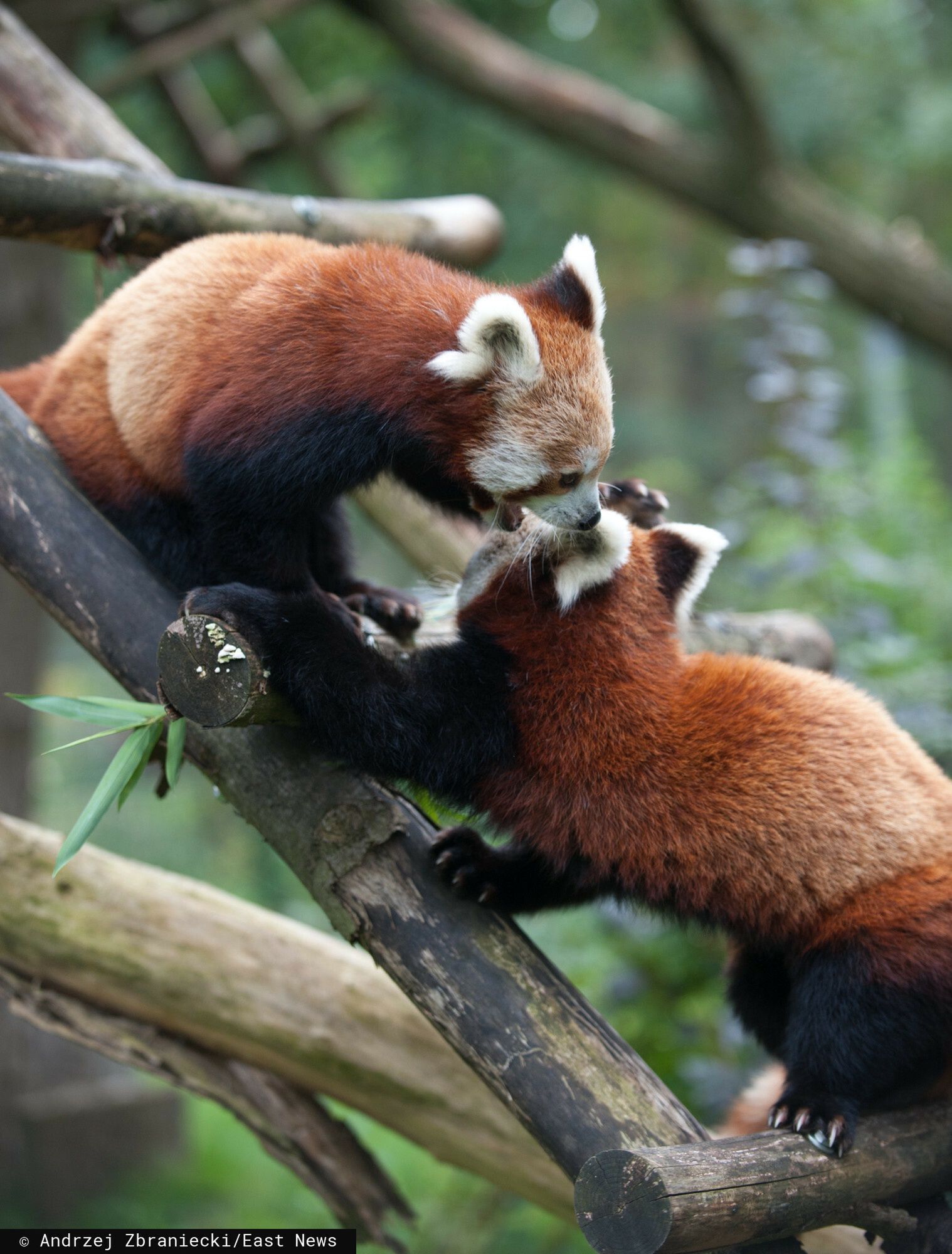 Smutne zdarzenie we wrocławskim zoo. Zmarły Livi i Rufus