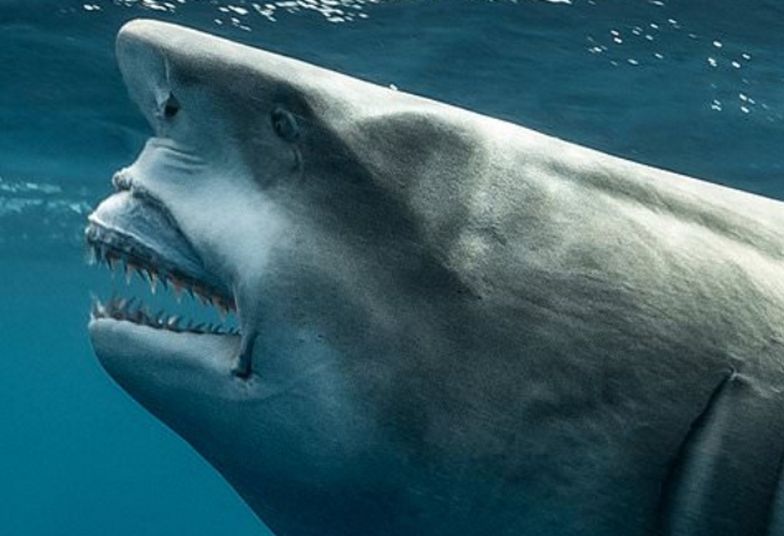 Kogoś wam przypomina? Zdjęcie rekina hitem mediów społecznościowych ...