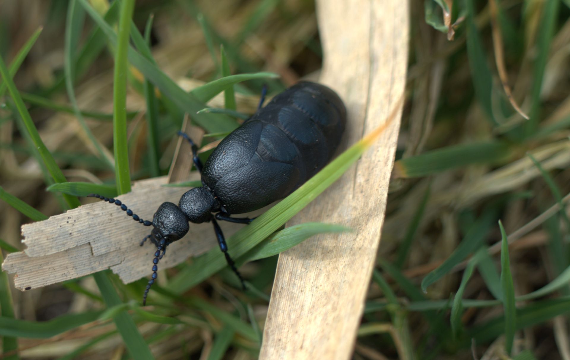 Najgroźniejszy owad w Polsce? Leśnicy pokazali, jak wygląda