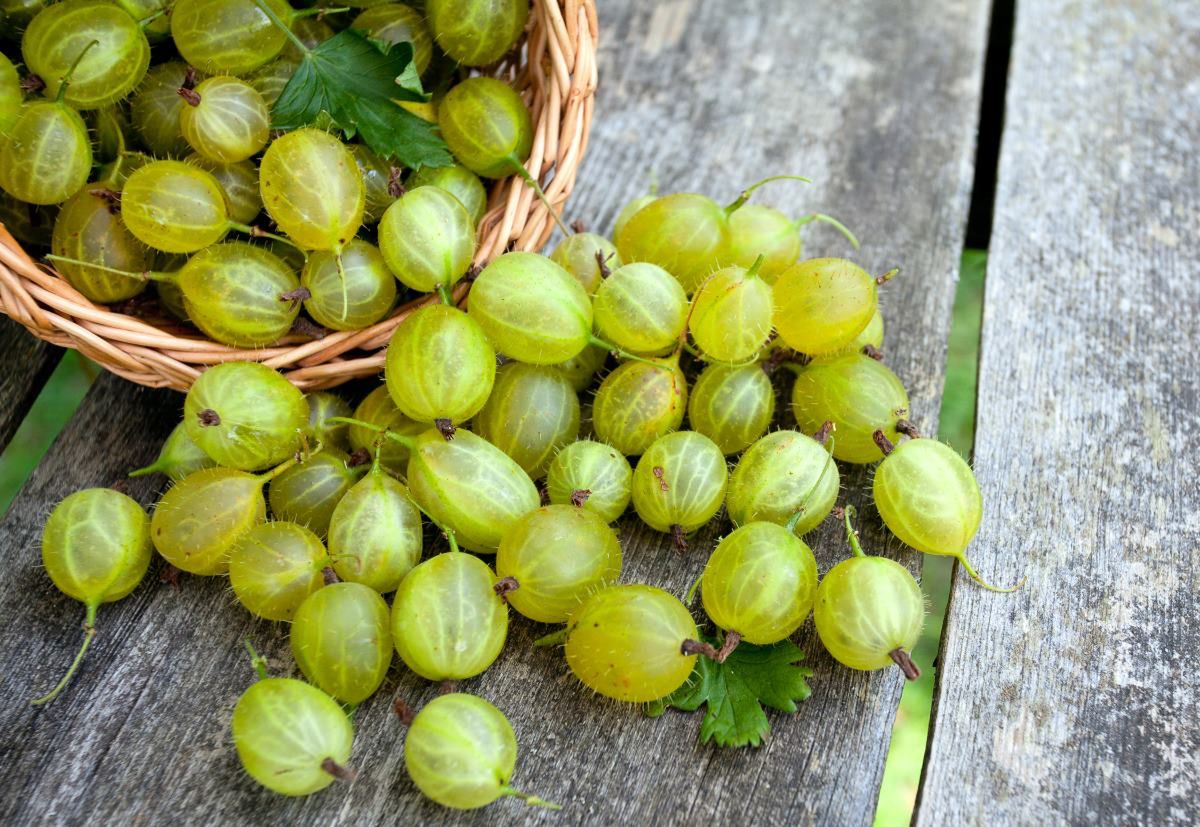 Agrest – wartości odżywcze, zastosowanie, odmiany - WP Kuchnia