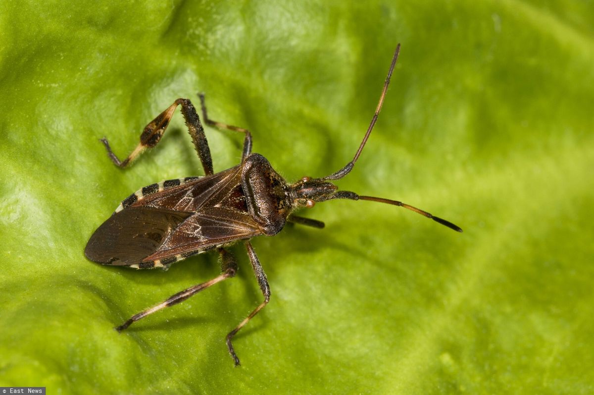 Wtyk amerykański. Szkodnik zza oceanu atakuje. Wchodzi do domów - WP ...
