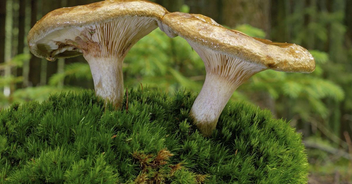 Krowiak podwinięty. Trujący grzyb do niedawna był obecny na polskich ...