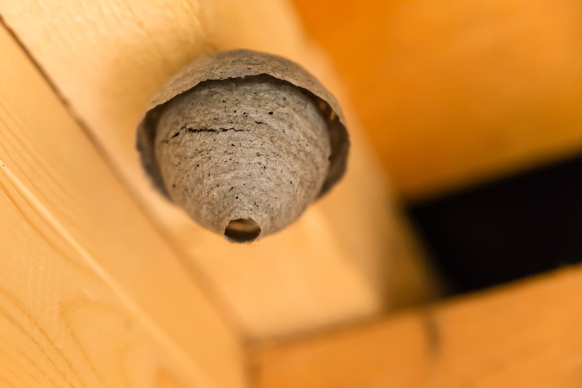 Nie musisz wzywać straży pożarnej. Tak pozbędziesz się gniazda os - WP ...