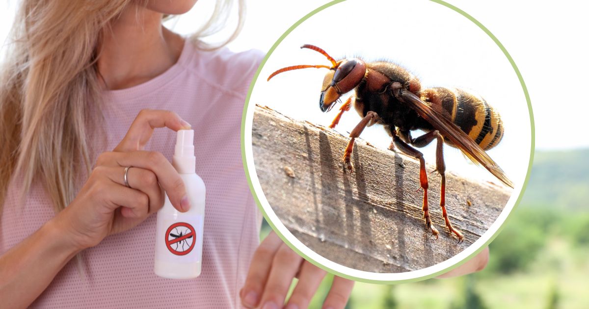 Jak nie usuwać szerszeni? Antyporadnik viralem na TikToku - Vibez