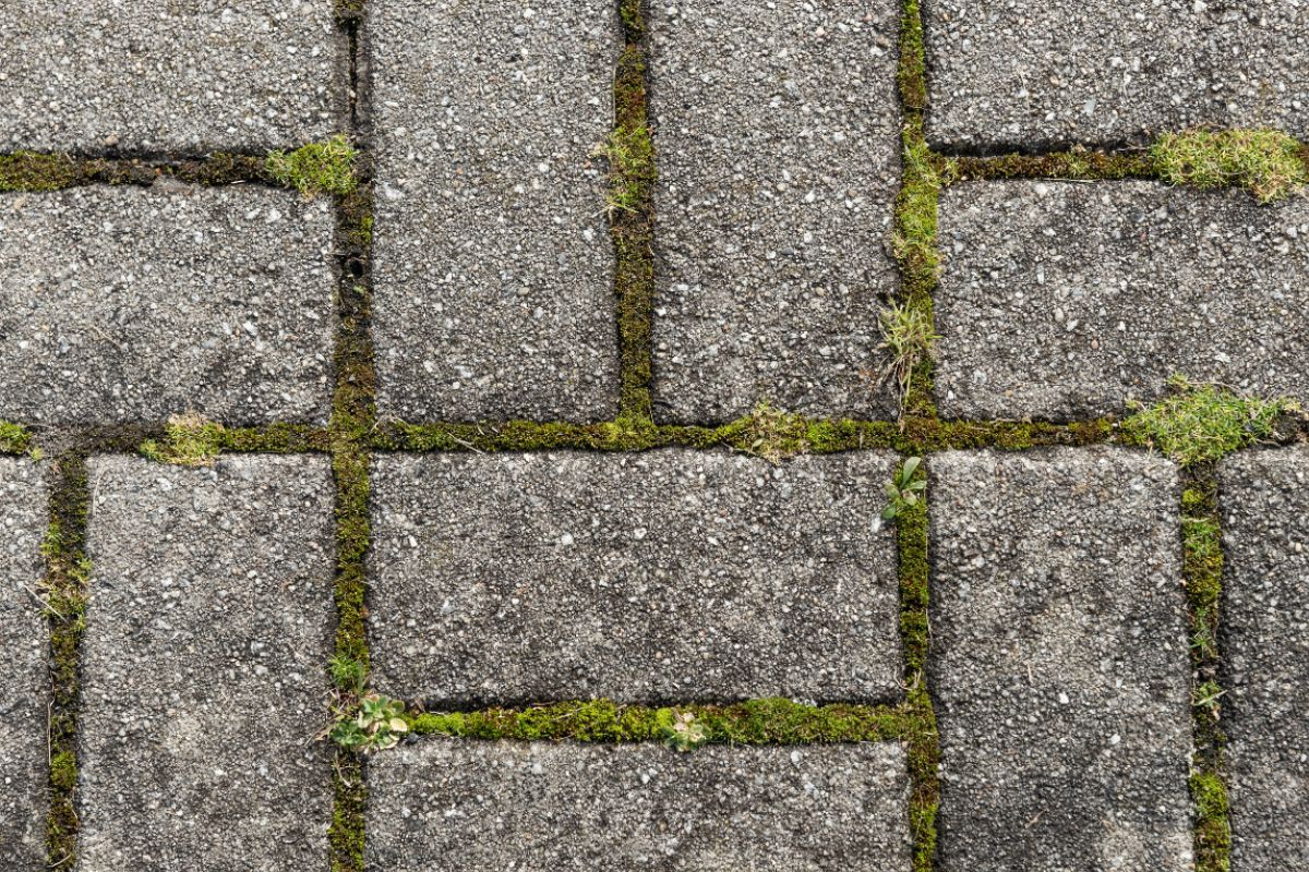 Wylej na kostkę. Dosłownie rozpuści brud i mech