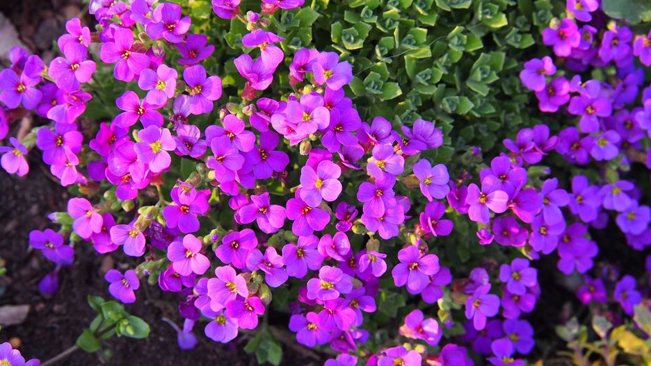 Jak pielęgnować żagwin, by tworzył gęste, barwne poduchy