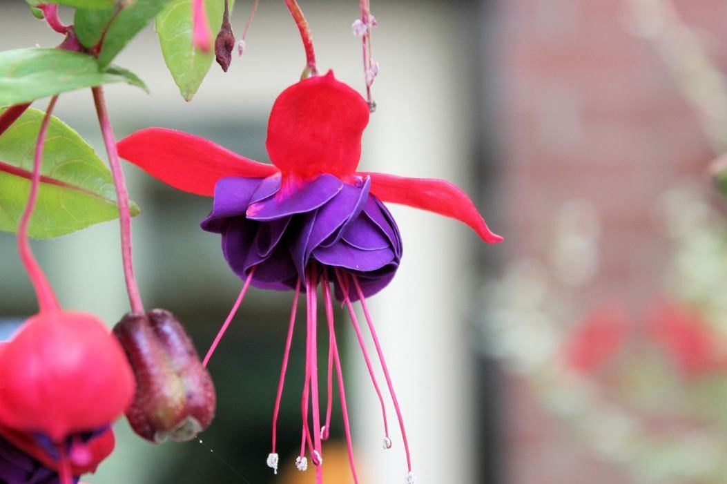 Fuchsia OS wciąż żyje – nowy system Google dostanie pierwszą użyteczną ... Fuchsia OS wciąż żyje – nowy system Google dostanie pierwszą użyteczną ...