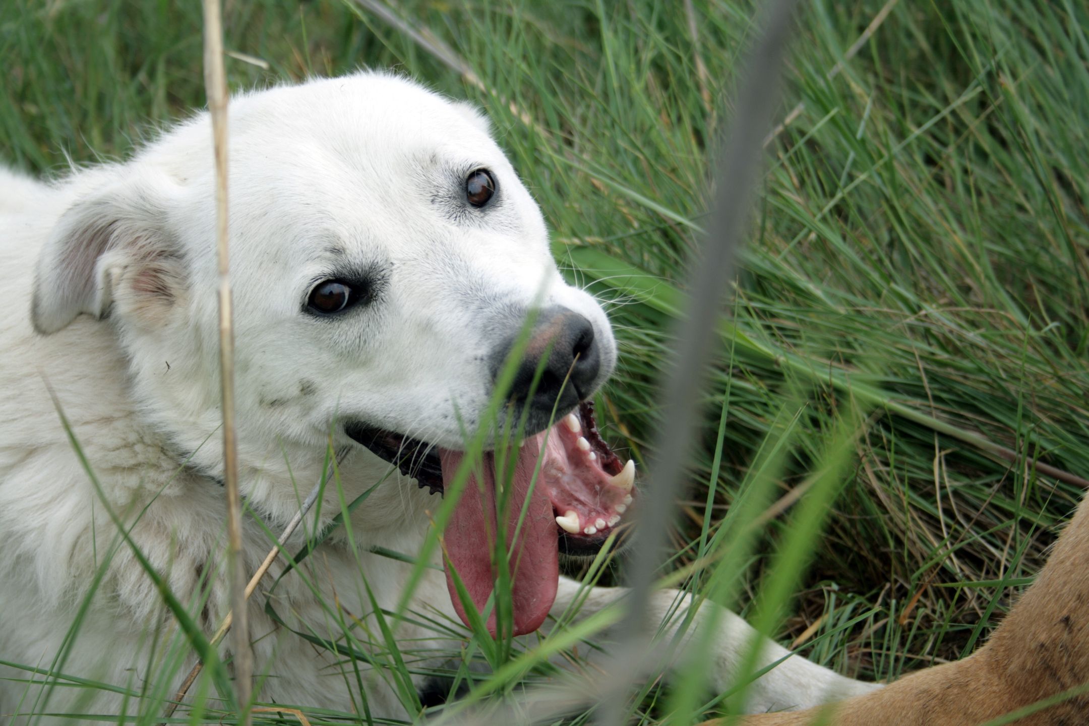 Te rasy psów uznawane są w Polsce za agresywne. Lista wzbudza ...