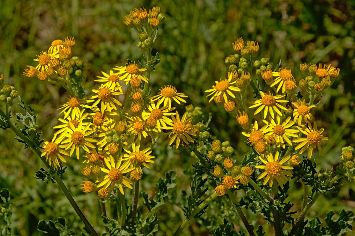 Starzec jakubek. "Roślina niebezpieczna dla zwierząt i ludzi" - WP ...