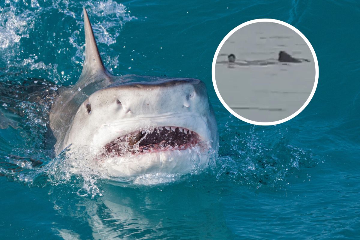 Polka w Egipcie: Atak rekina nie nastąpił z zaskoczenia - WP Kobieta