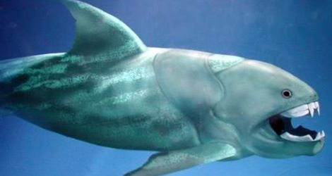 Prehistoryczny rekin miał potężny zgryz - WP Facet