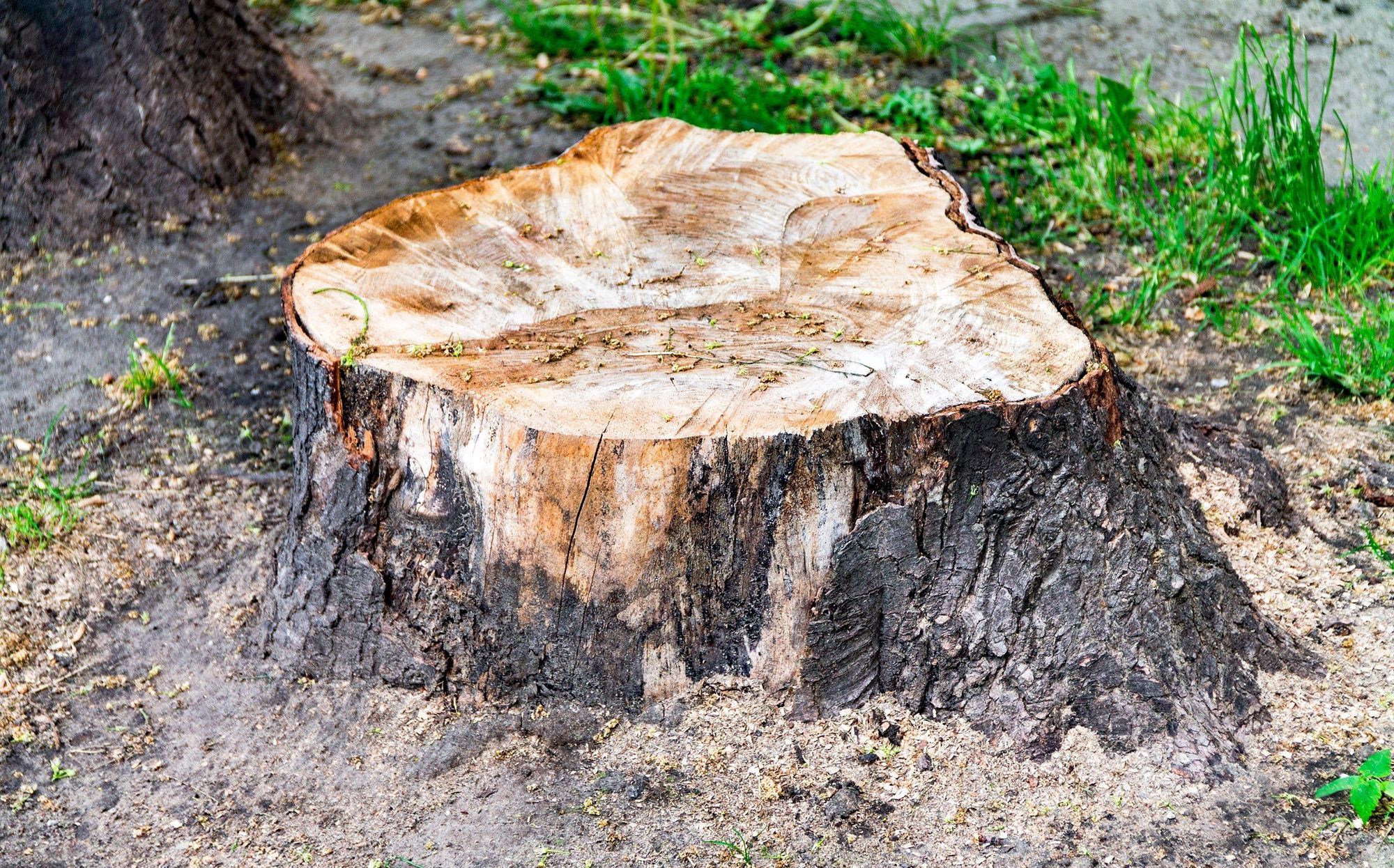 Zakazane drzewo w Polsce. Możesz je ściąć bez zezwolenia