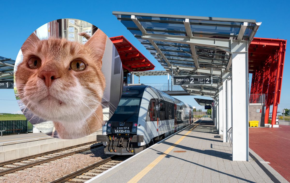 O gdańskim kocie pisały media na świecie. Niezwykła historia Rysia - WP ...