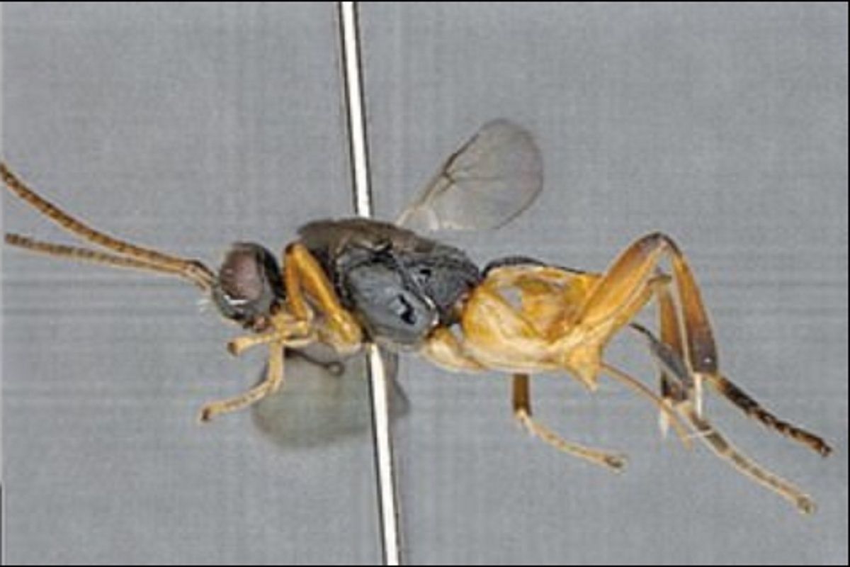 [ZAPAS] Atakuje w wodzie. Microgaster godzilla. Nowy gatunek osy z Japonii