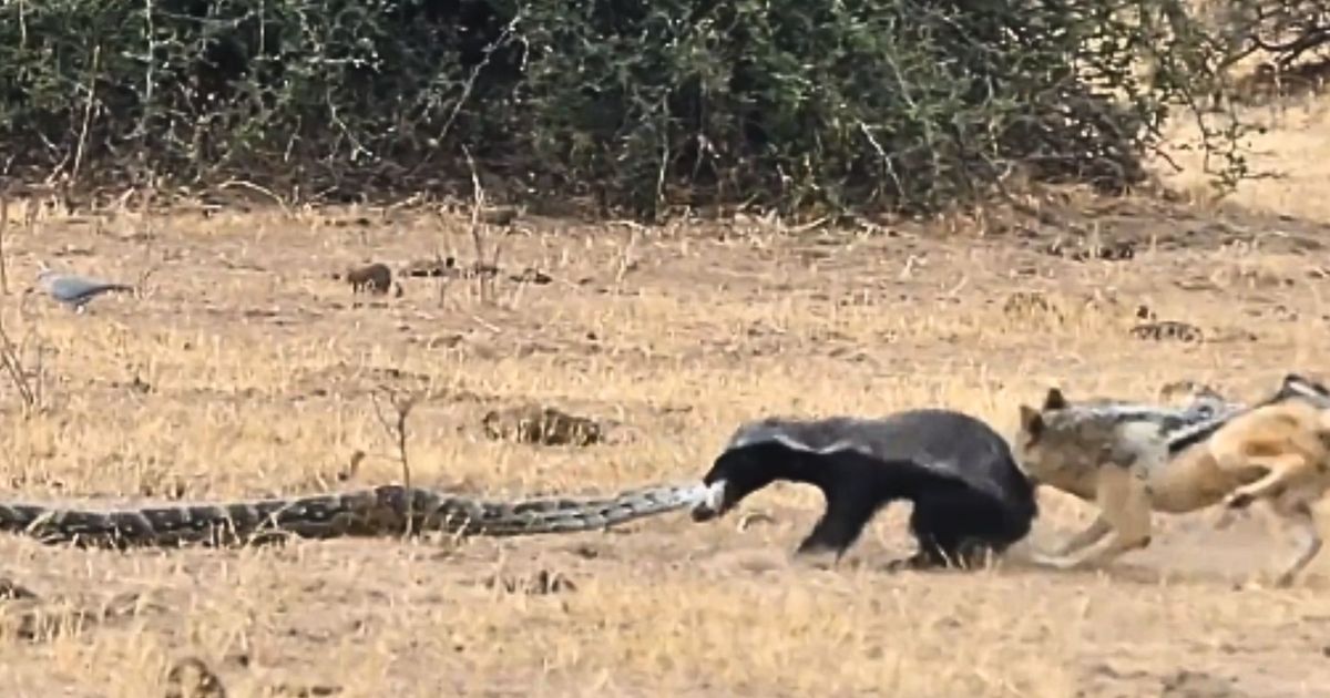 Pyton kontra ratel miodożerny. Do akcji nagle wkroczyły szakale - WP ...