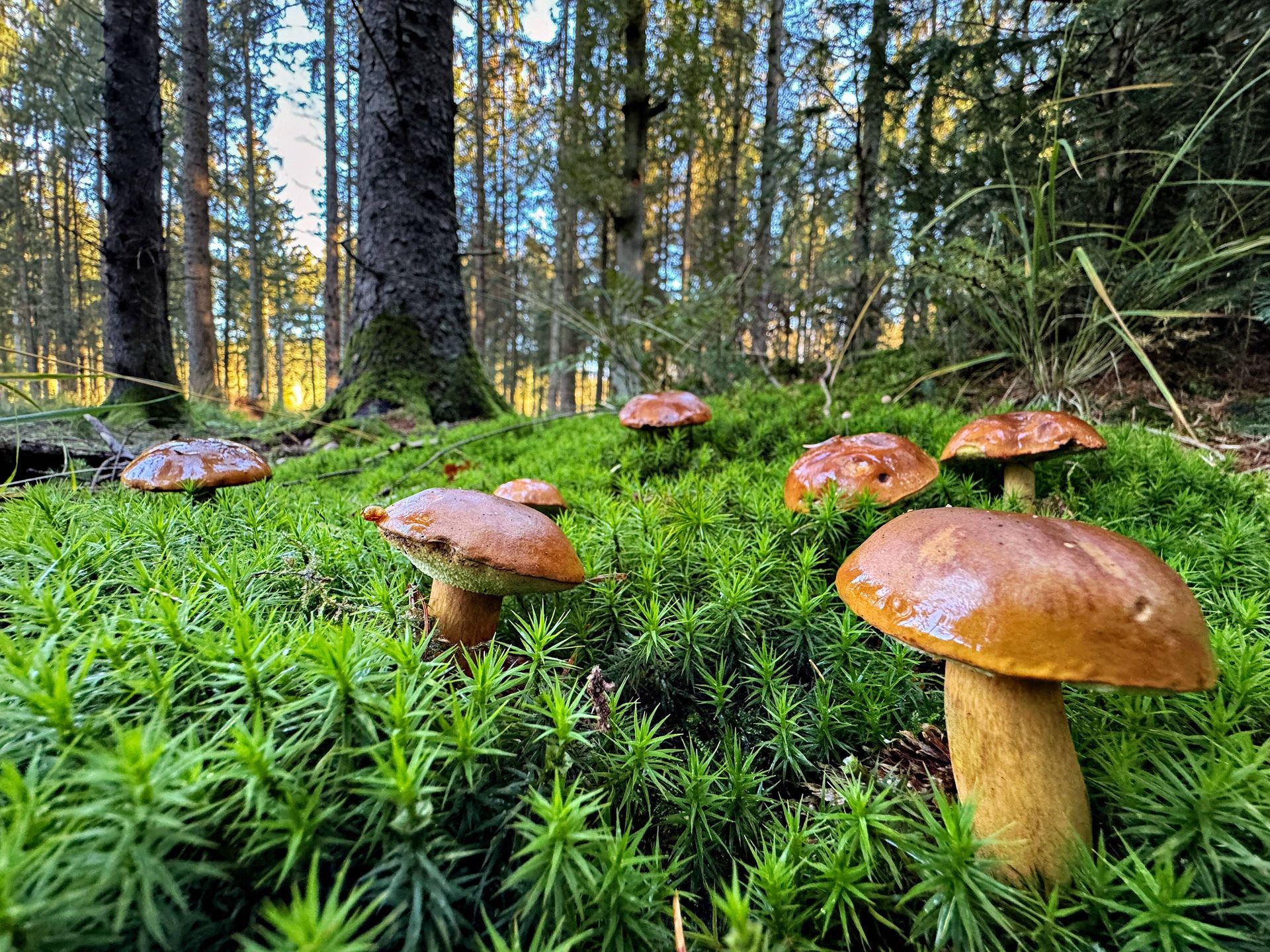 Kiedy na grzyby? Pierwszy wysyp za nami, wkrótce następne