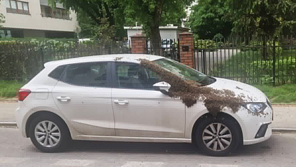 Warszawa: Kierowca zobaczył rój pszczół na aucie. Taki widok może ...