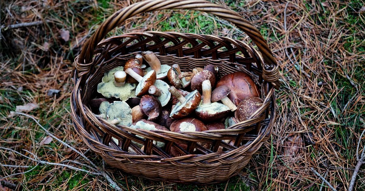 Sezon na grzyby nadchodzi. Kary idą w tysiące złotych - WP Wiadomości