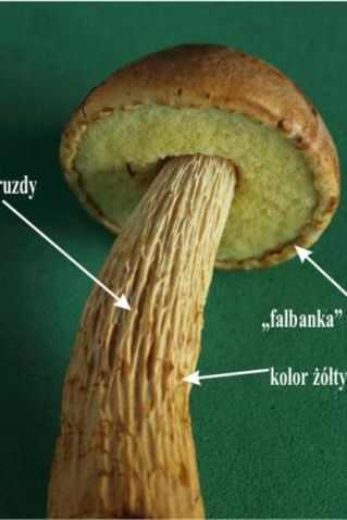 Niezwykły grzyb nad Bałtykiem. Niewielu wie, że jest jadalny