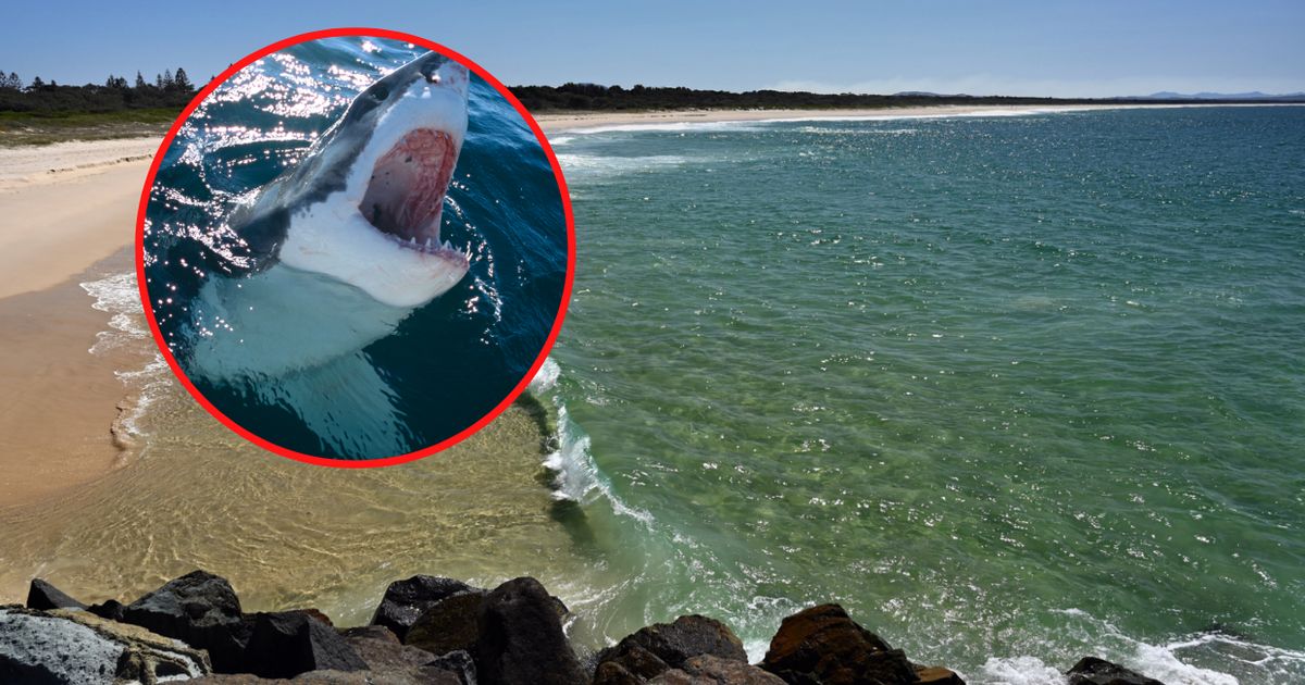 Atak rekina na słynnej plaży. Trwają poszukiwania mężczyzny - WP Wiadomości