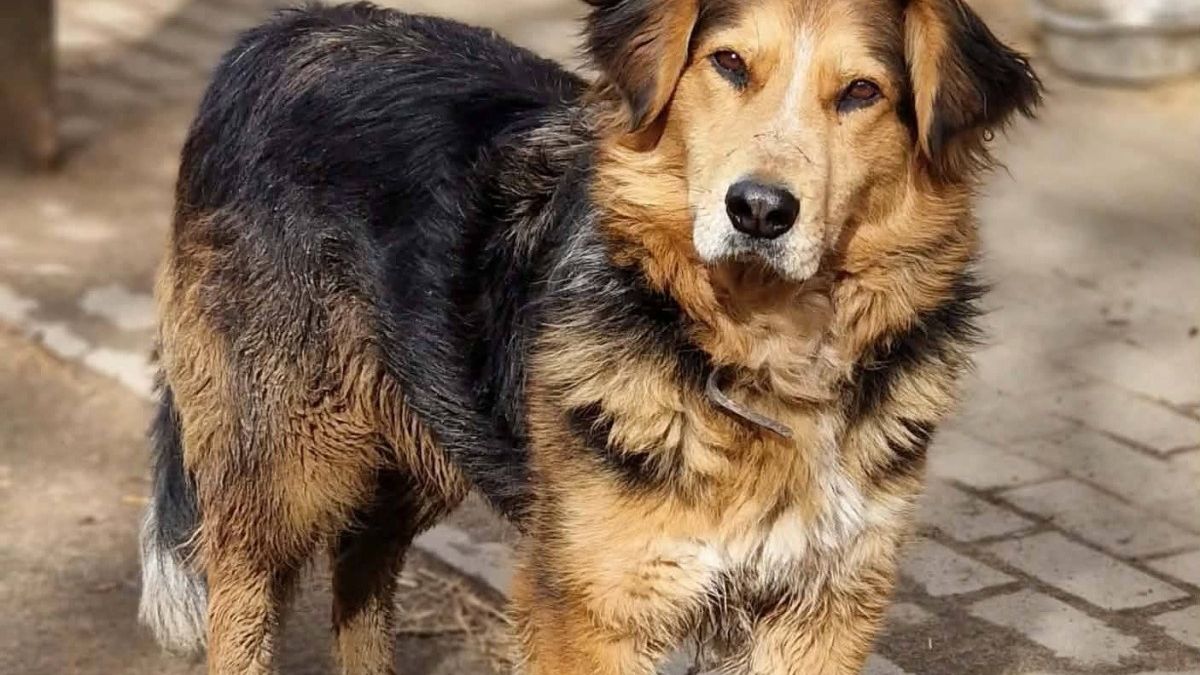 Konin: Freja zniknęła tuż po adopcji. Trwają poszukiwania suczki