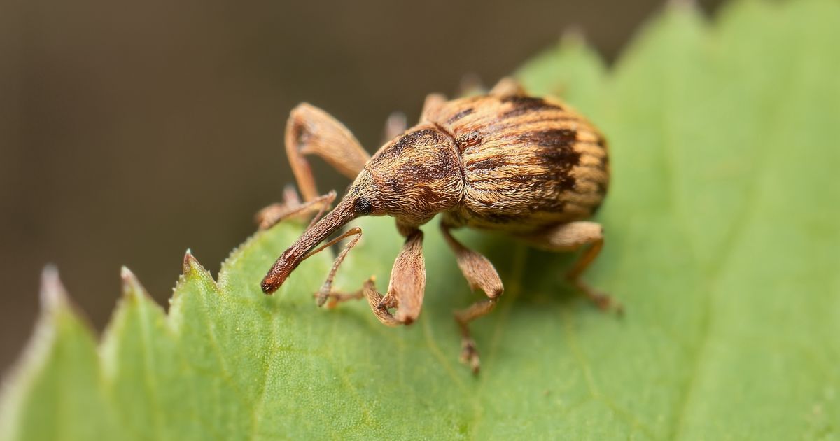 Owad z głową, jak trąba. Małe "słoniąteczko" - WP Turystyka