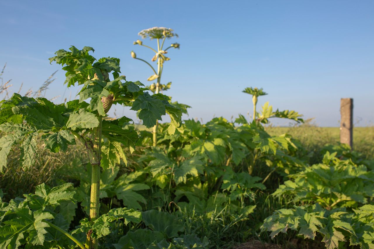 Zakaz jest bezwzględny. Kto posadzi, ten się nie wypłaci