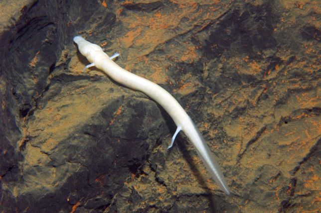 W słoweńskiej jaskini znaleziono „smocze jaja”. Może się z nich wykluć ...