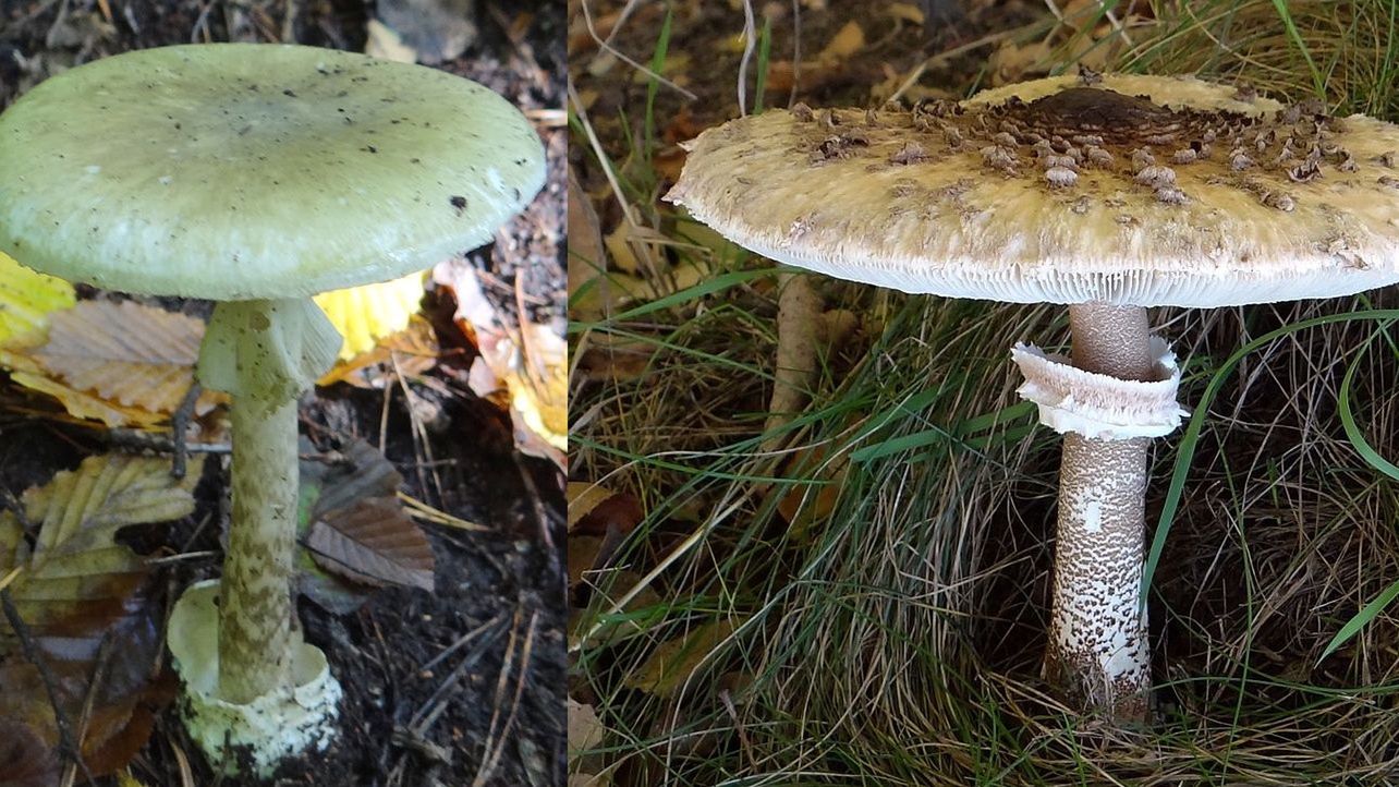 Grzyby już są. Jadalne a trujące - jak rozpoznać? Najczęstsze pomyłki