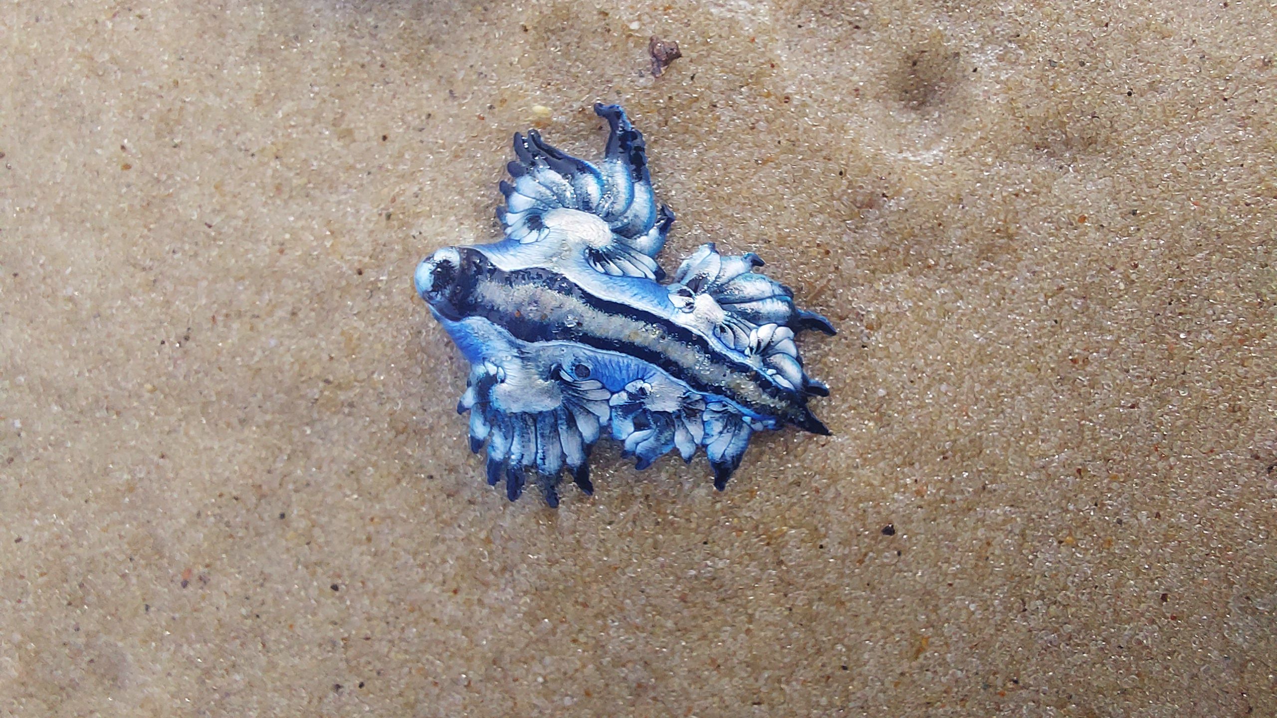 Wygląda jak maleńki smok. Jest bardzo niebezpieczny dla ludzi