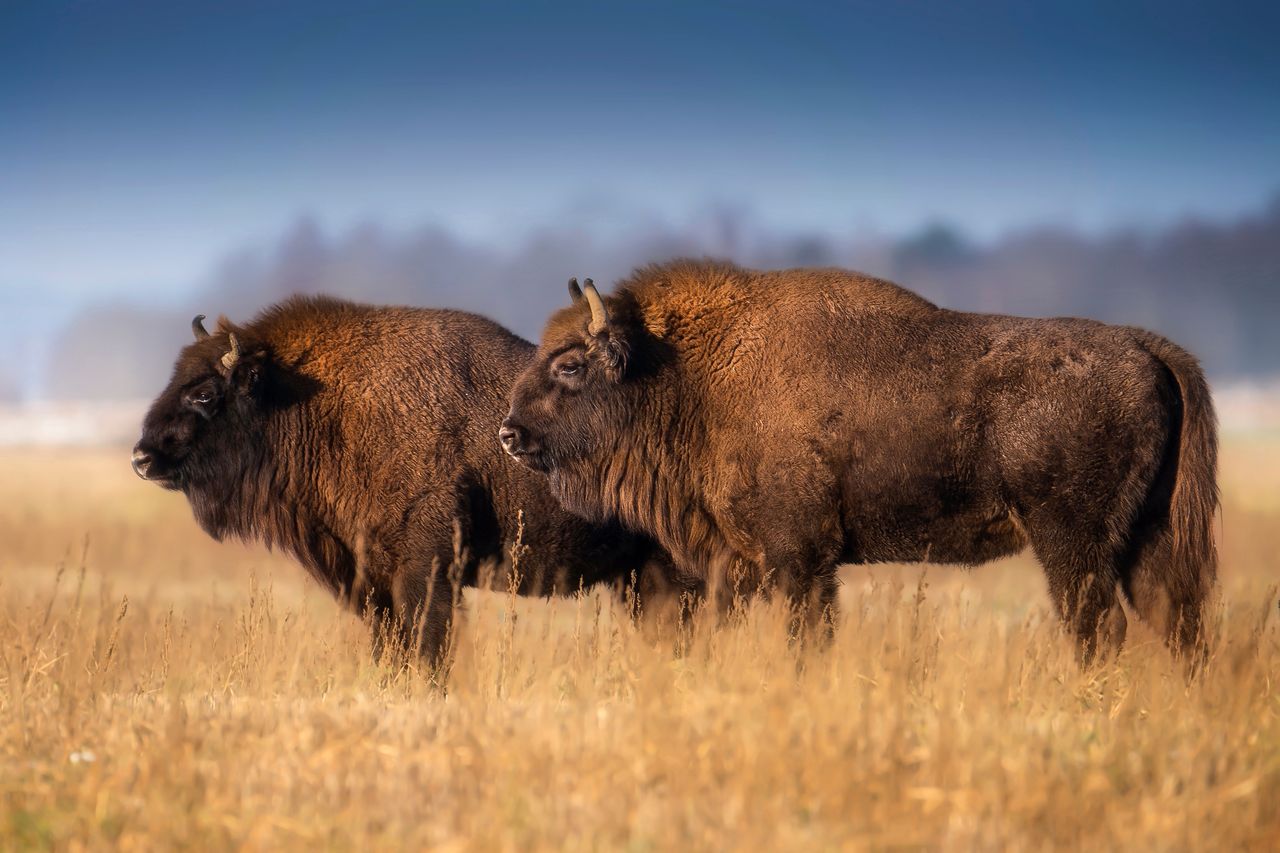 "Polska Amazonia". Znajdziesz tu spokój, dziką przyrodę i otwarte okiennice