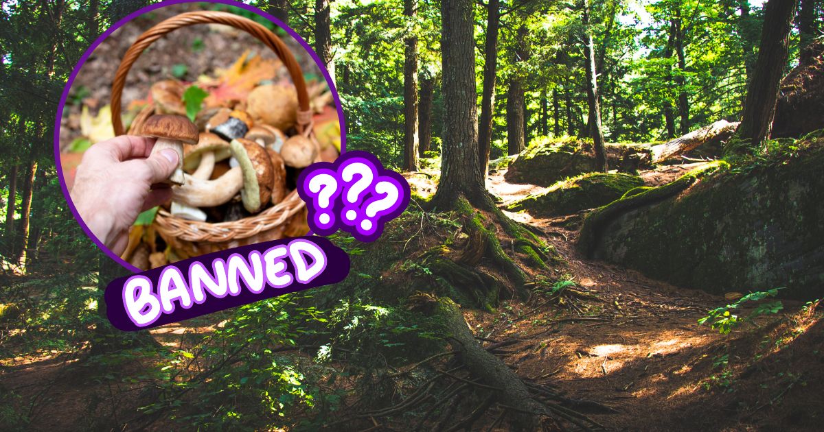Zbieranie grzybów zagrożone? Unia Europejska chce chronić lasy - Vibez