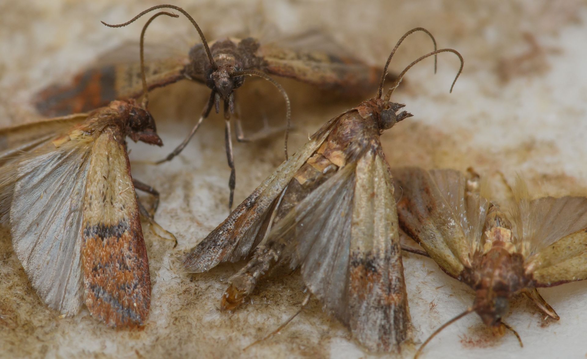 Ten trik pozwolił mi pozbyć się moli z kuchni. Dzięki temu nie marnuję już żywności